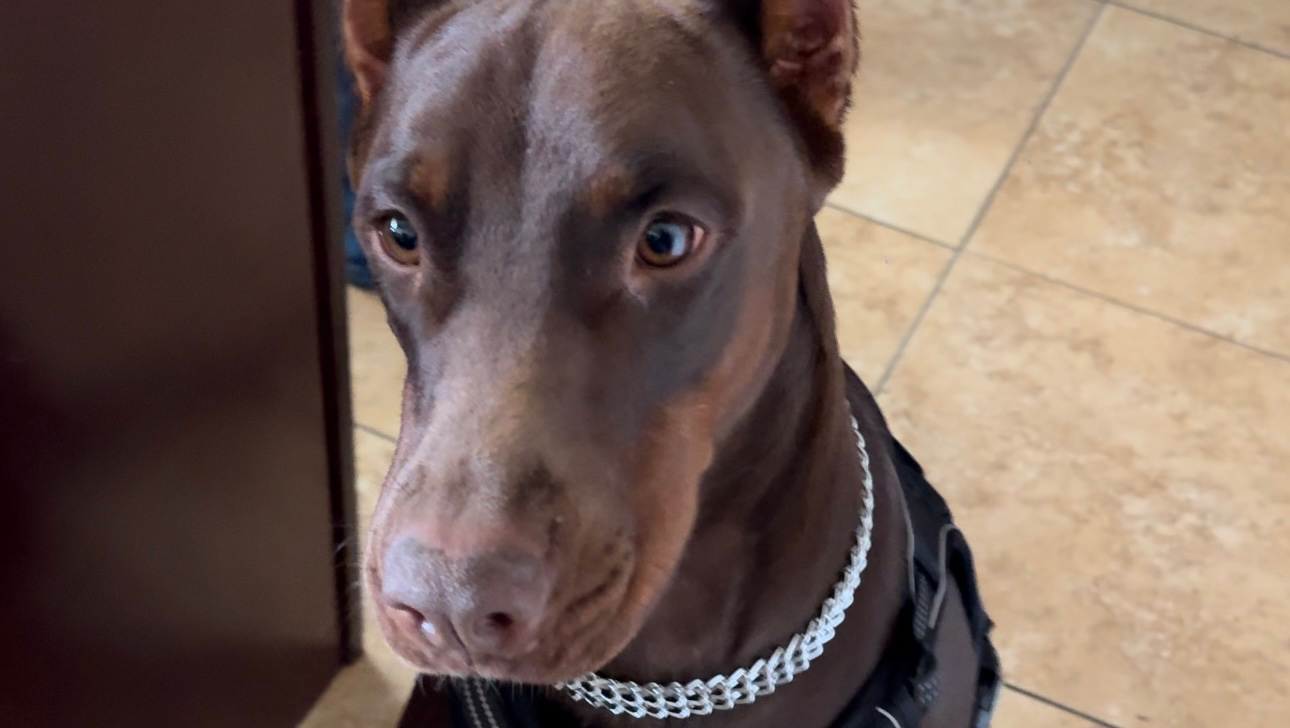 Fundraiser by Matthew Theall : Help Hades Heal: Support His Recovery