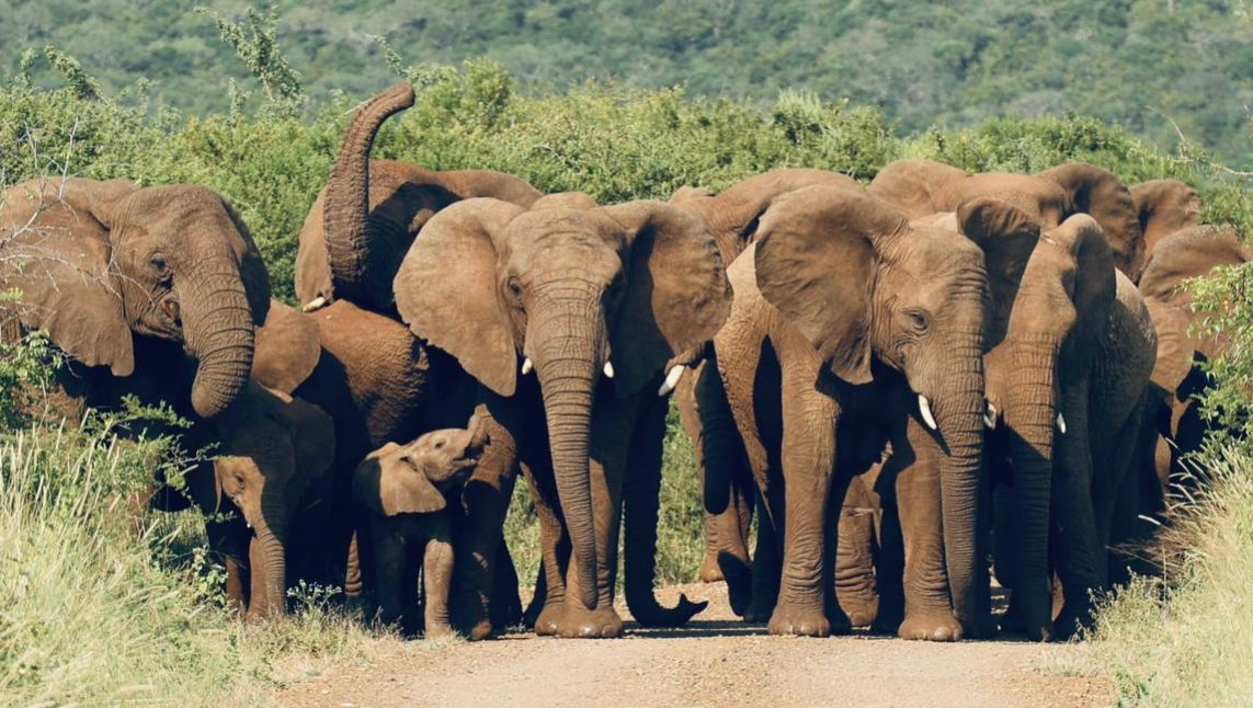 Fundraiser by Generation Awakening, Inc. : Help Raabia Hawa & Rangers ...