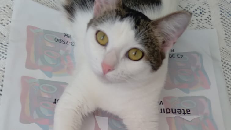 Fundraiser by Stephanie Brant : Cirurgia de emergência da Rita