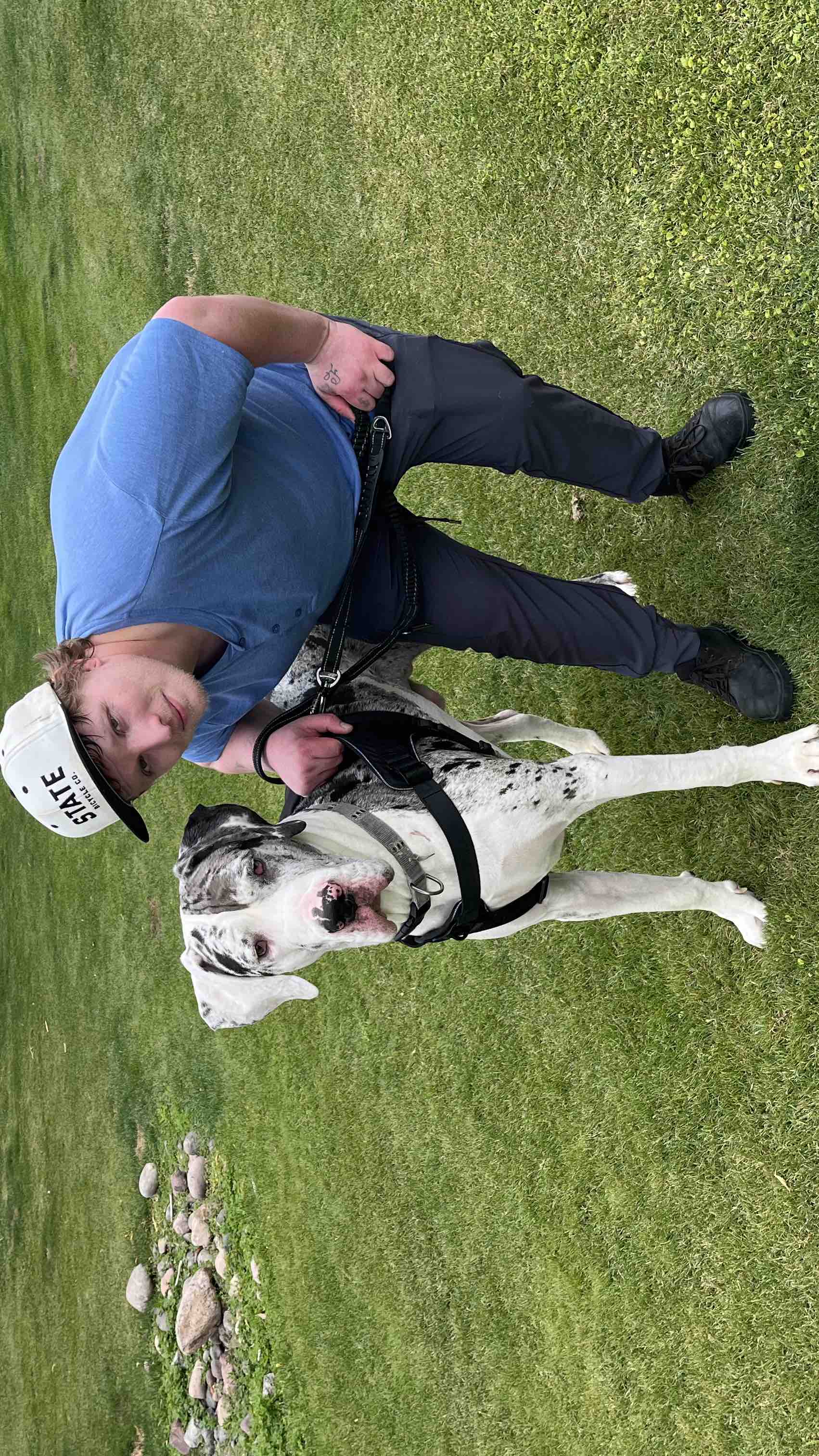 Fundraiser by Kyle Ball : Donate to help Zeus The Great Dane