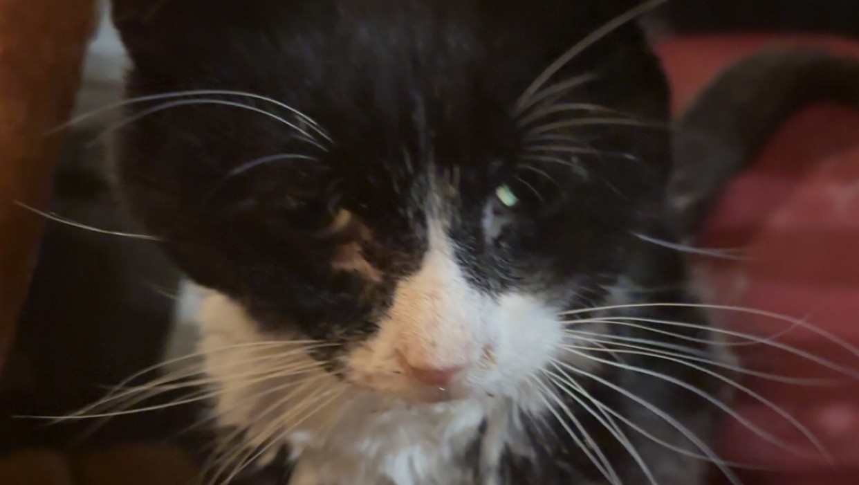 Fundraiser by Randi Russell : Oreos Cremation & Vet Fees