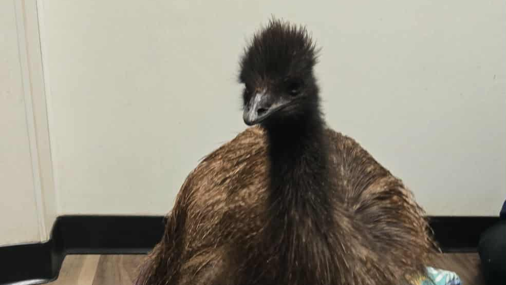 Fundraiser by Shannon Riddle : Roger The Emu Surgery, Let's fight to ...
