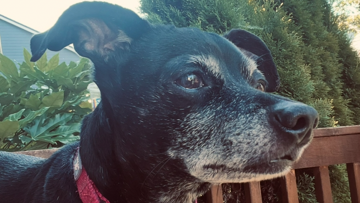 Fundraiser by Amanda Daisy : Help my little Midnight Fight Cancer