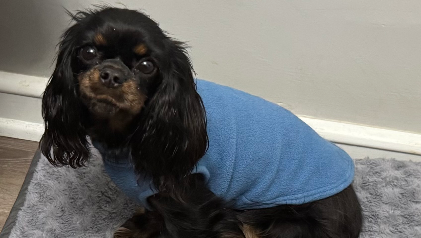 Fundraiser by Jenna Huffman : Help for Raven