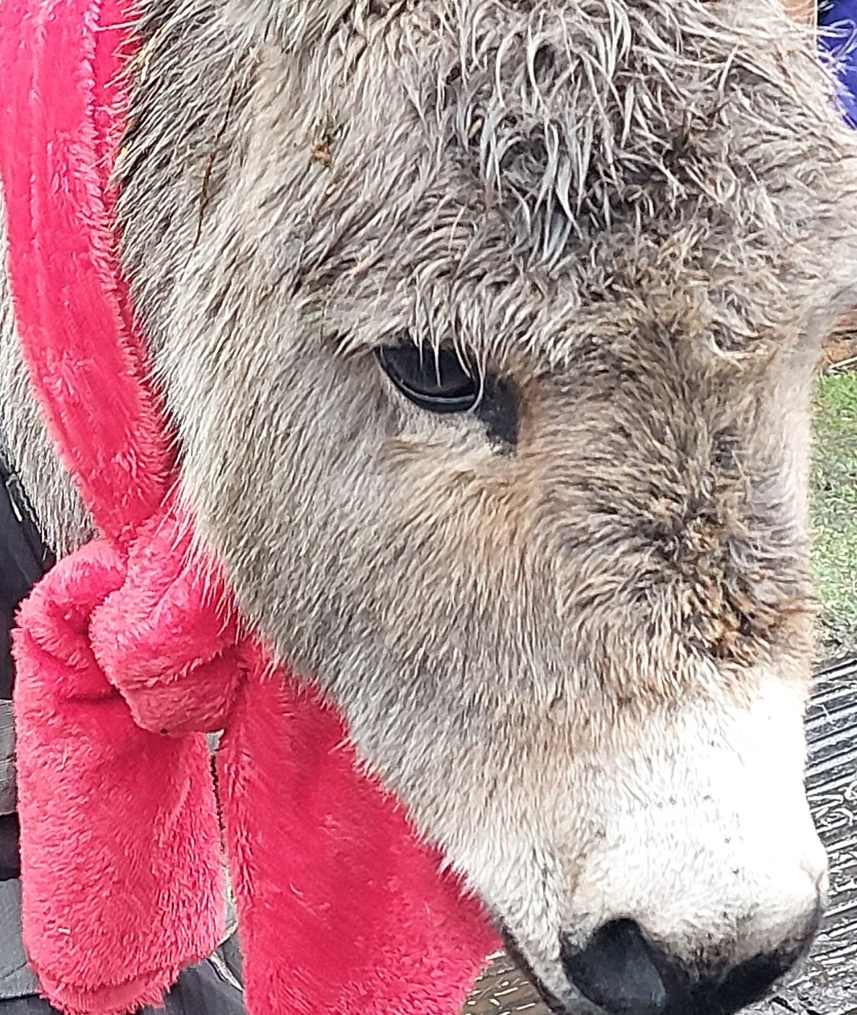 Fundraiser by Debra Beeby : Help us feed our Rescue Horses and Donkeys ...