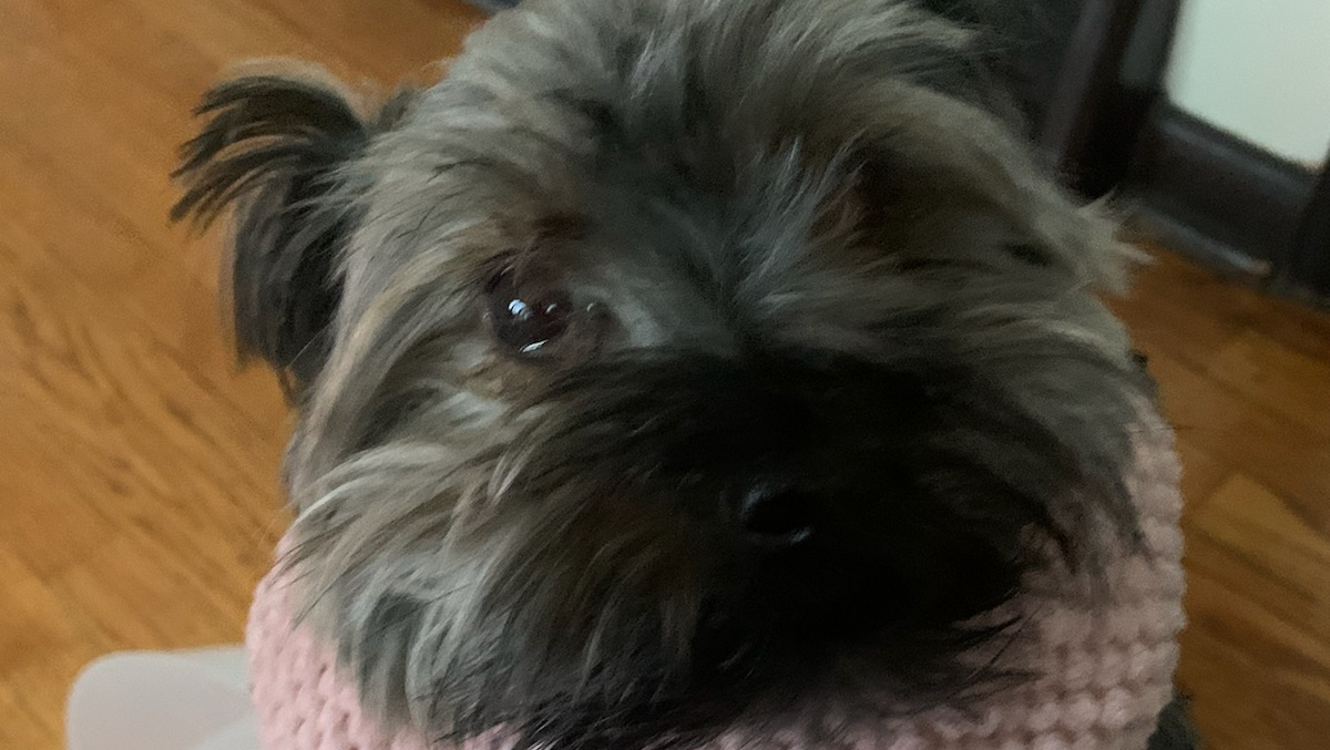 Fundraiser by Ana Sanchez : Donate to Almendra's Vet Bill Recovery