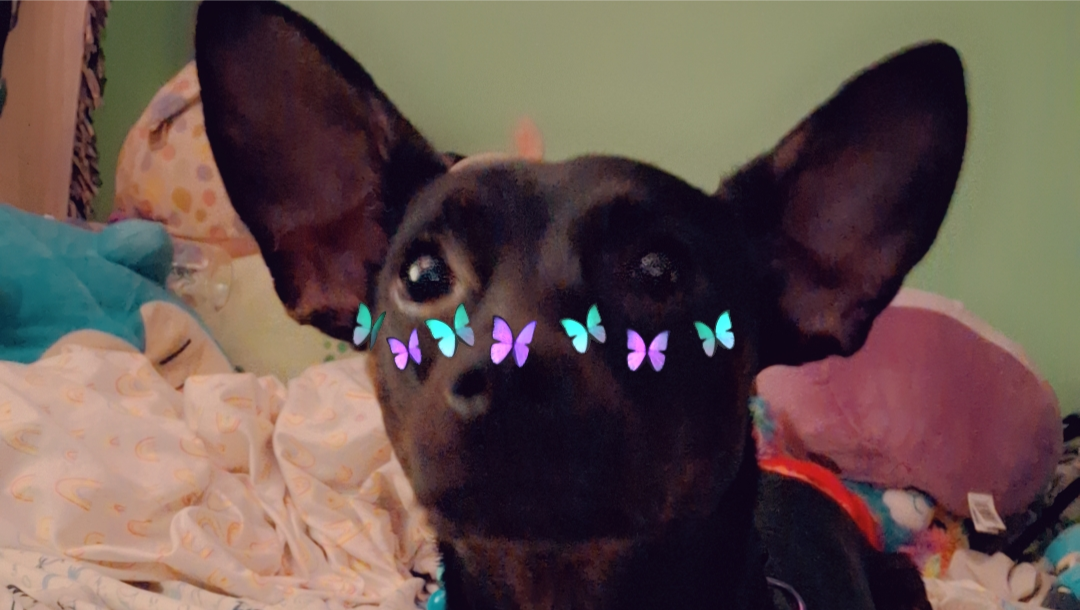 Fundraiser by Jess King : Help Jess Train Pixie as a Service Dog