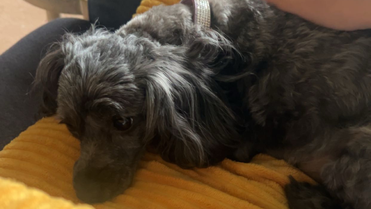 Fundraiser by Rebekah Glover : Bella’s surgery