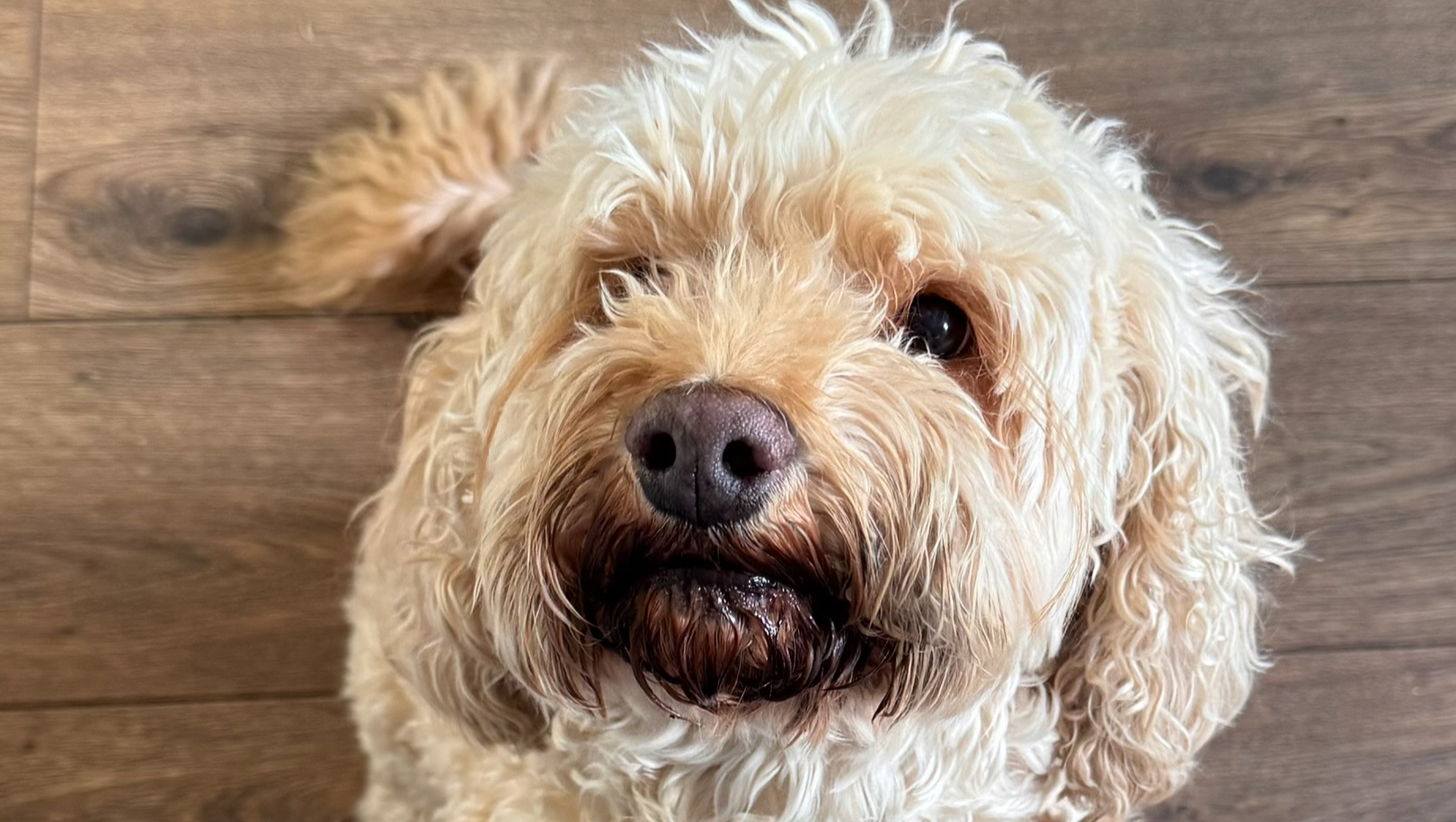 Fundraiser by Clare Read : Marley's Dental Fundraiser
