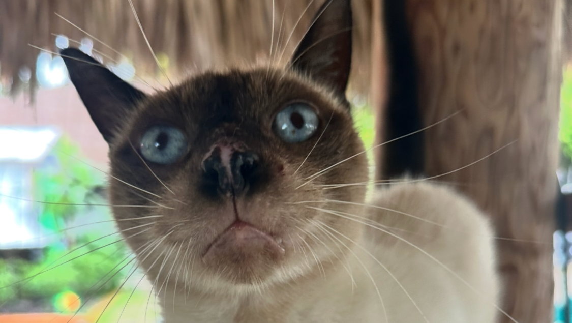 Fundraiser by Trish Martiano : Help Coco Heal as he is in need of ...