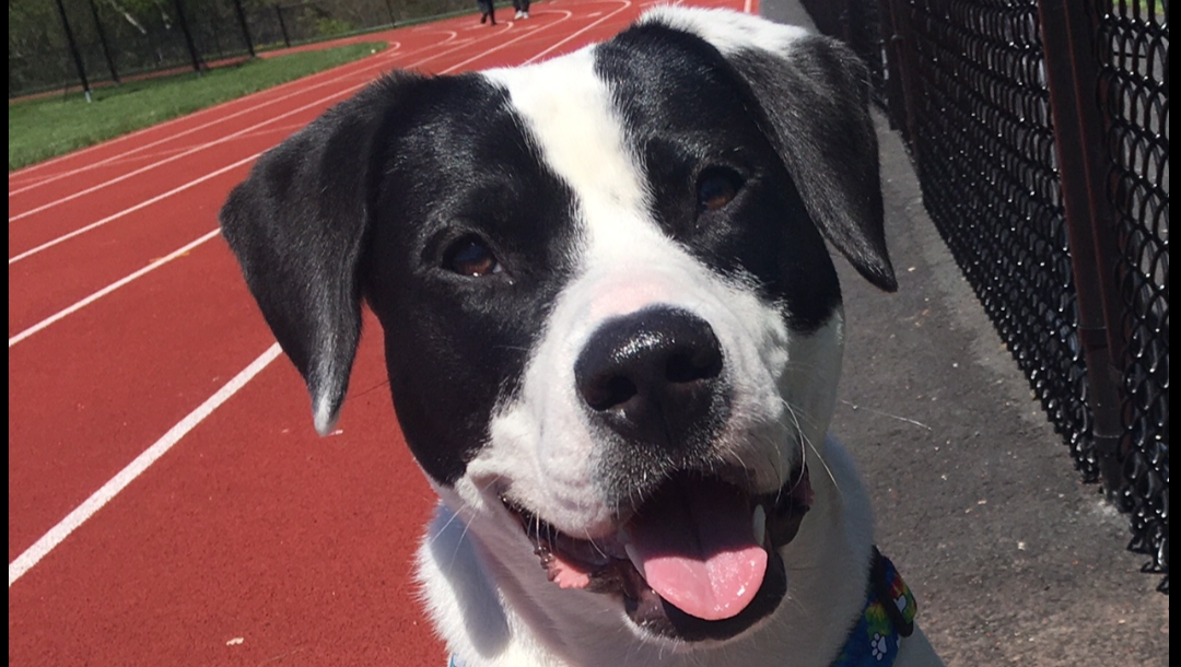 Fundraiser for Emily Marzan by kamilla ganglani : Give Bogey a Fighting ...