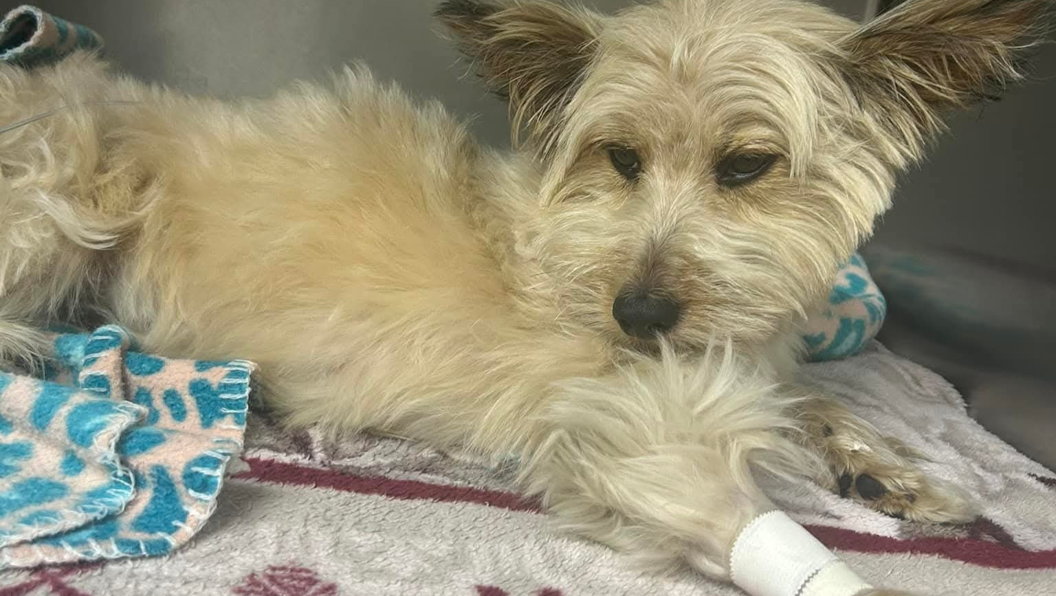 Fundraiser by Tami Murphy : Help Renata Save Mary Puppins' Life