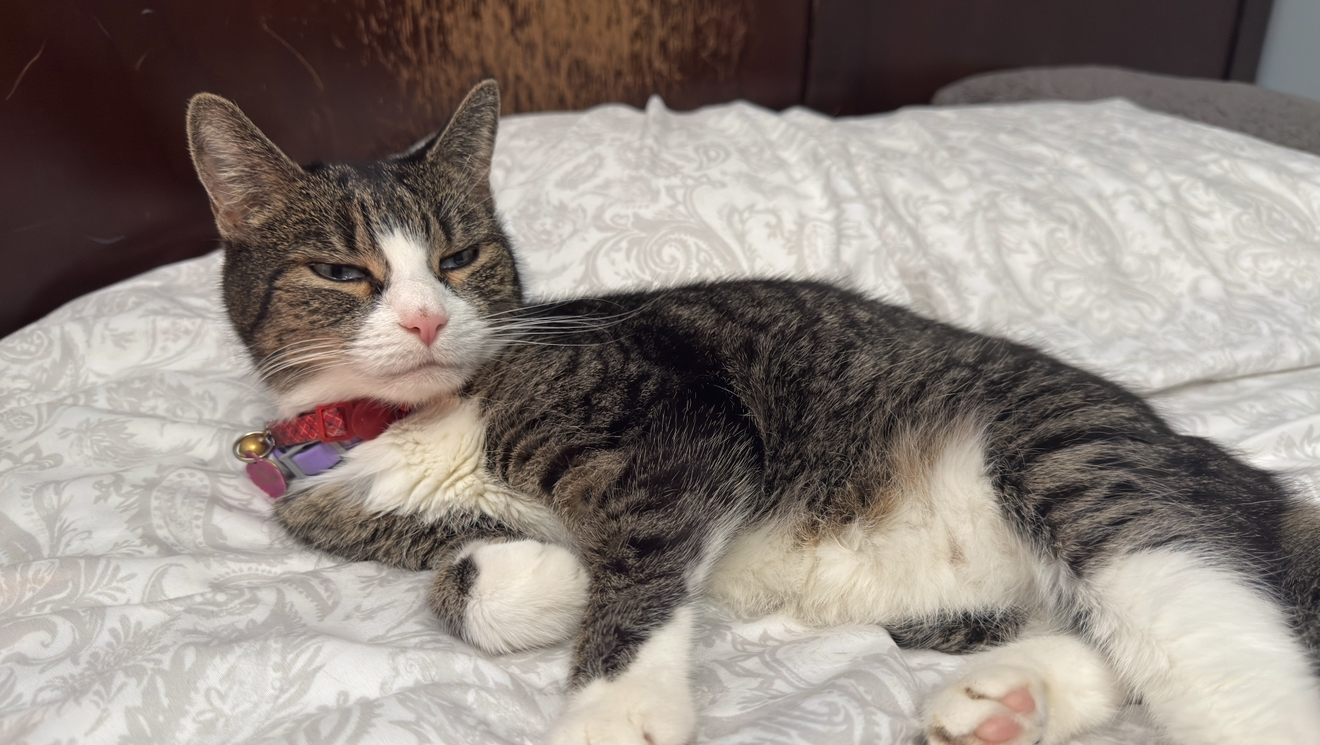 Fundraiser by tuana yuksel : Support Bozi's Journey to Health and Healing