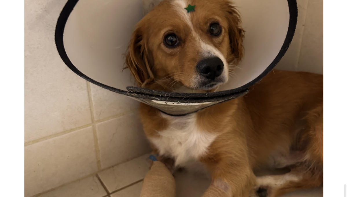 Fundraiser by yailin molina : Max vet bill