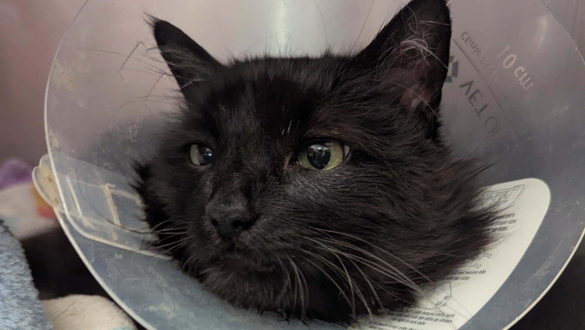 Fundraiser by Isabella Flint-Gonzales : Support Misty's End-of-Life Care