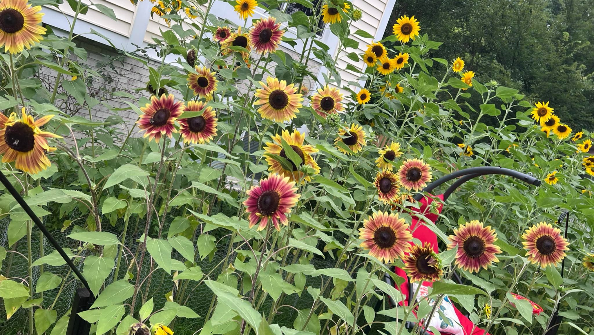 Fundraiser by Christopher Bank : SAVE THE SUNFLOWERS!