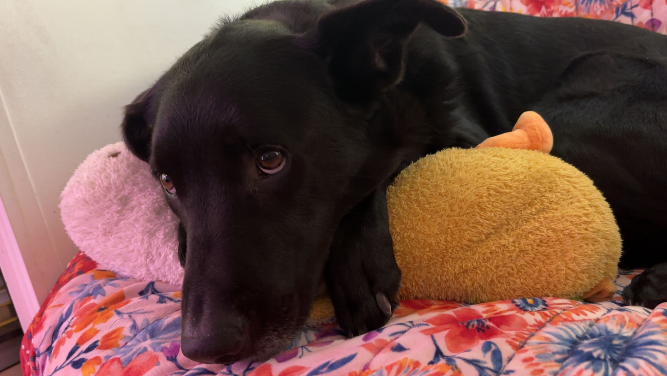Fundraiser by Jennifer Morgan : Help my dog Moo Moo get his Amputation ...