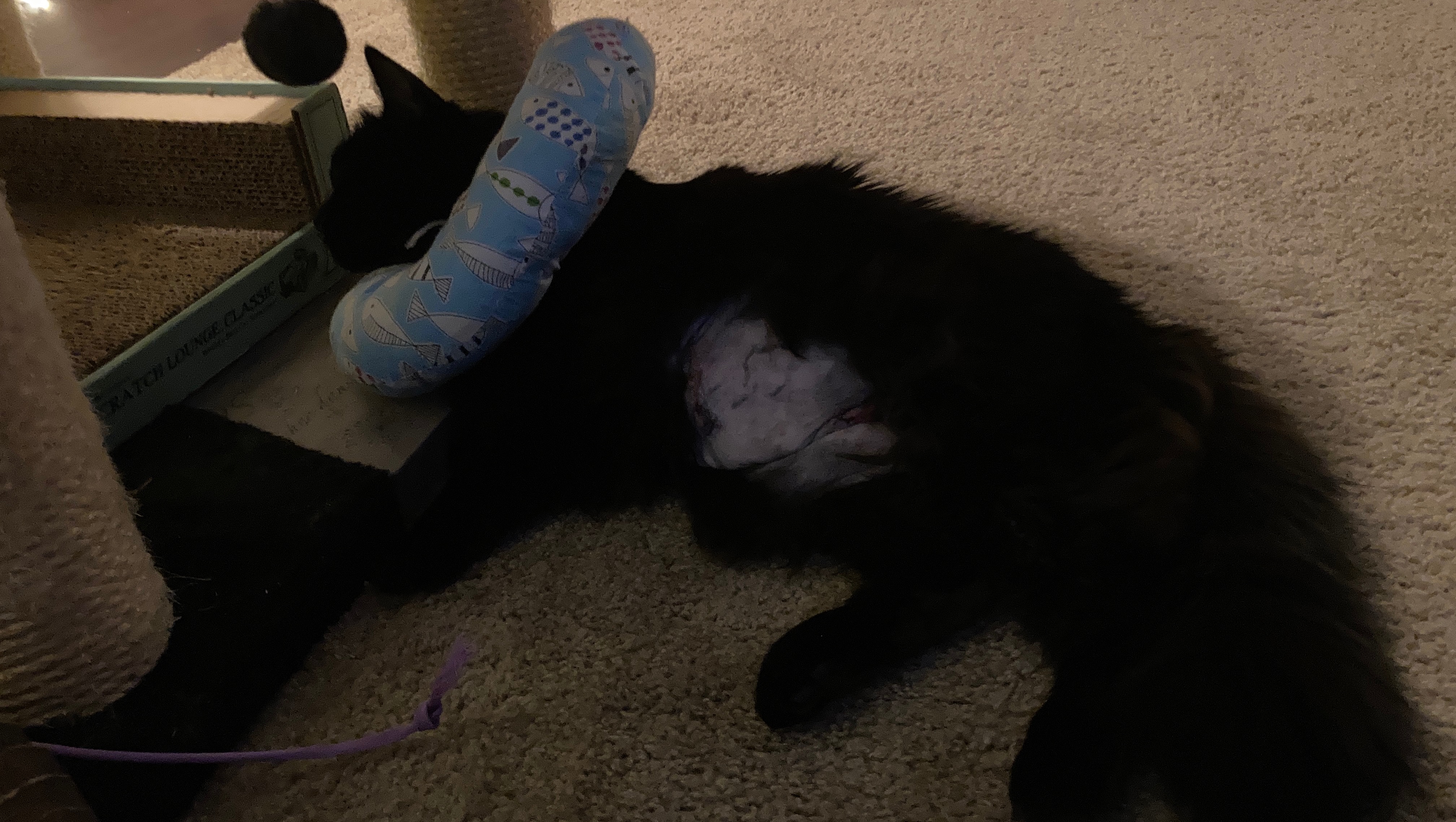 Fundraiser by Lindsey B : Support Binx and Siggy’s Medical Care