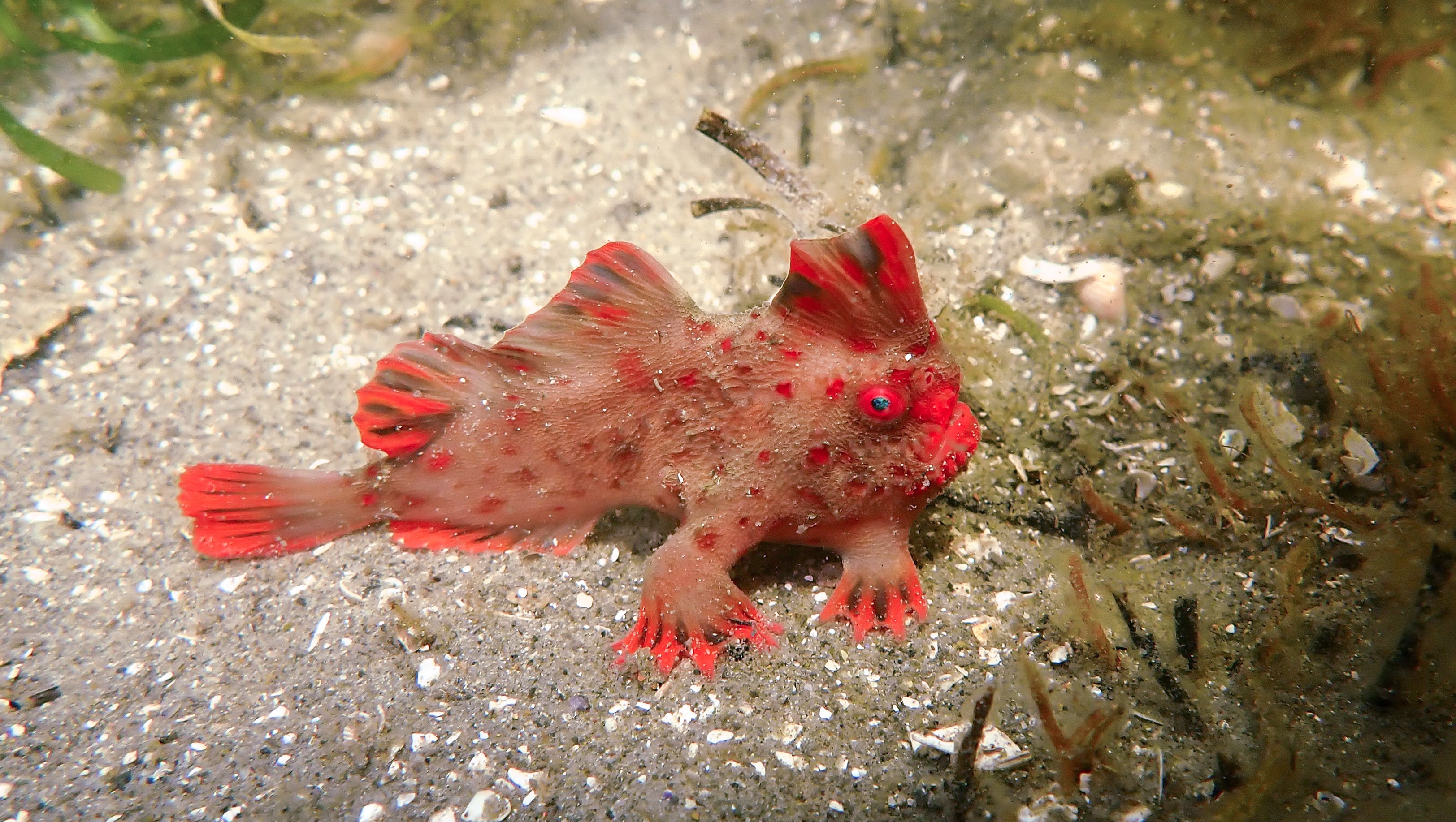 Fundraiser by Ian Sale : Help save the Red Handfish