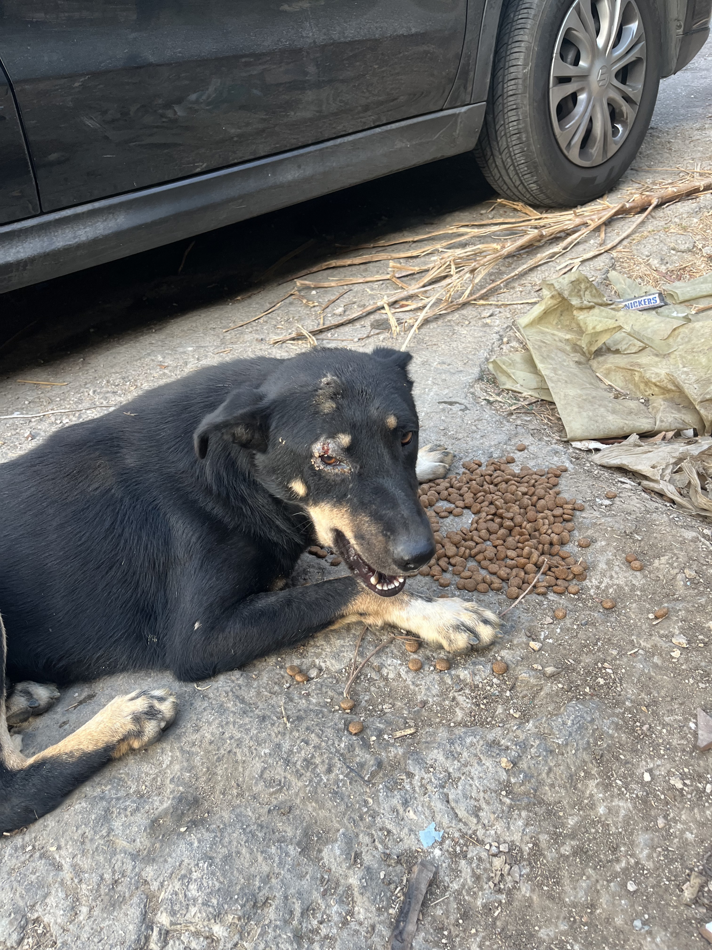 Fundraiser for Rindala Fayyad by Lea Aoun : Help stray dogs (medical ...