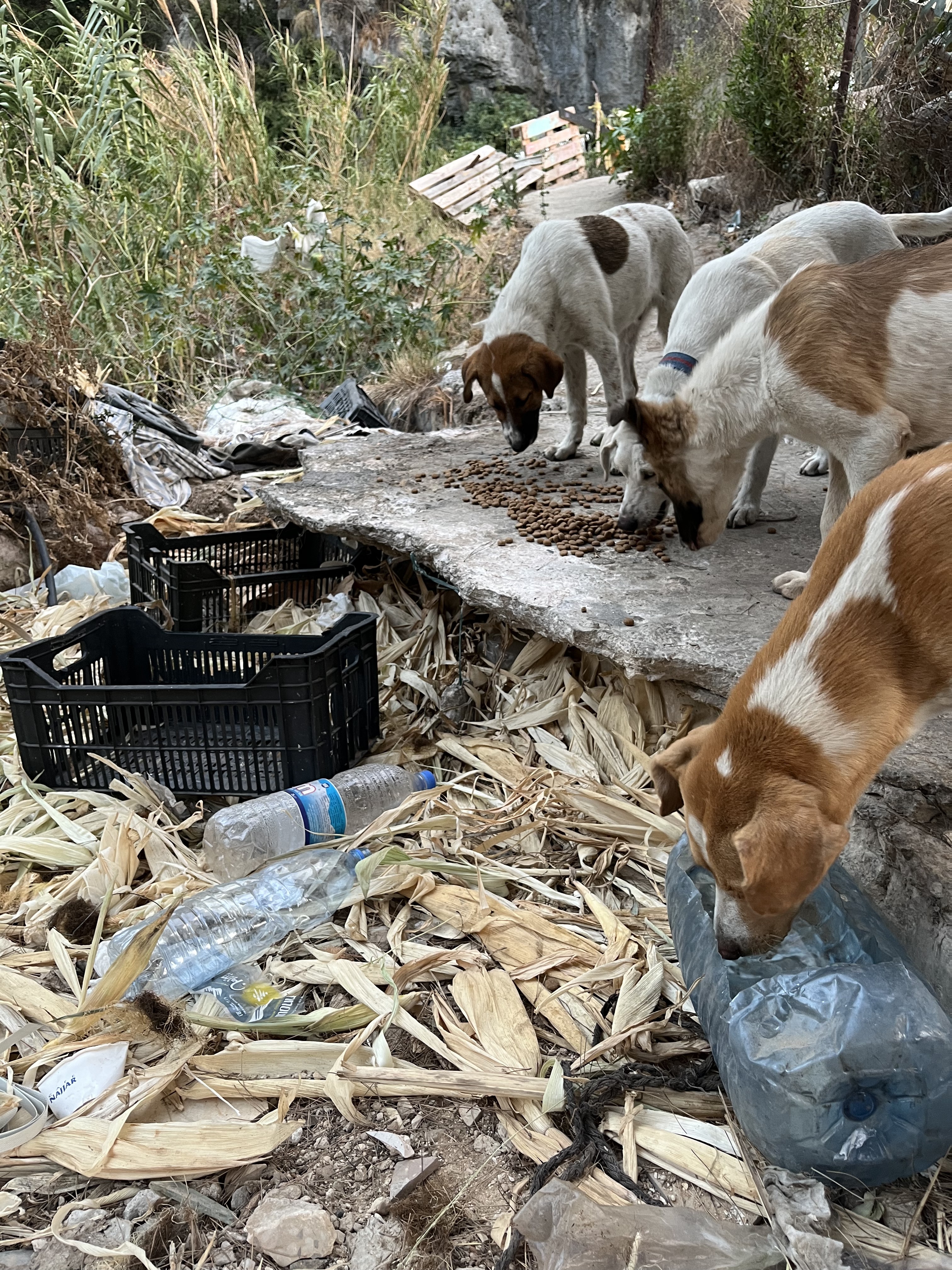 Fundraiser for Rindala Fayyad by Lea Aoun : Help stray dogs (medical ...