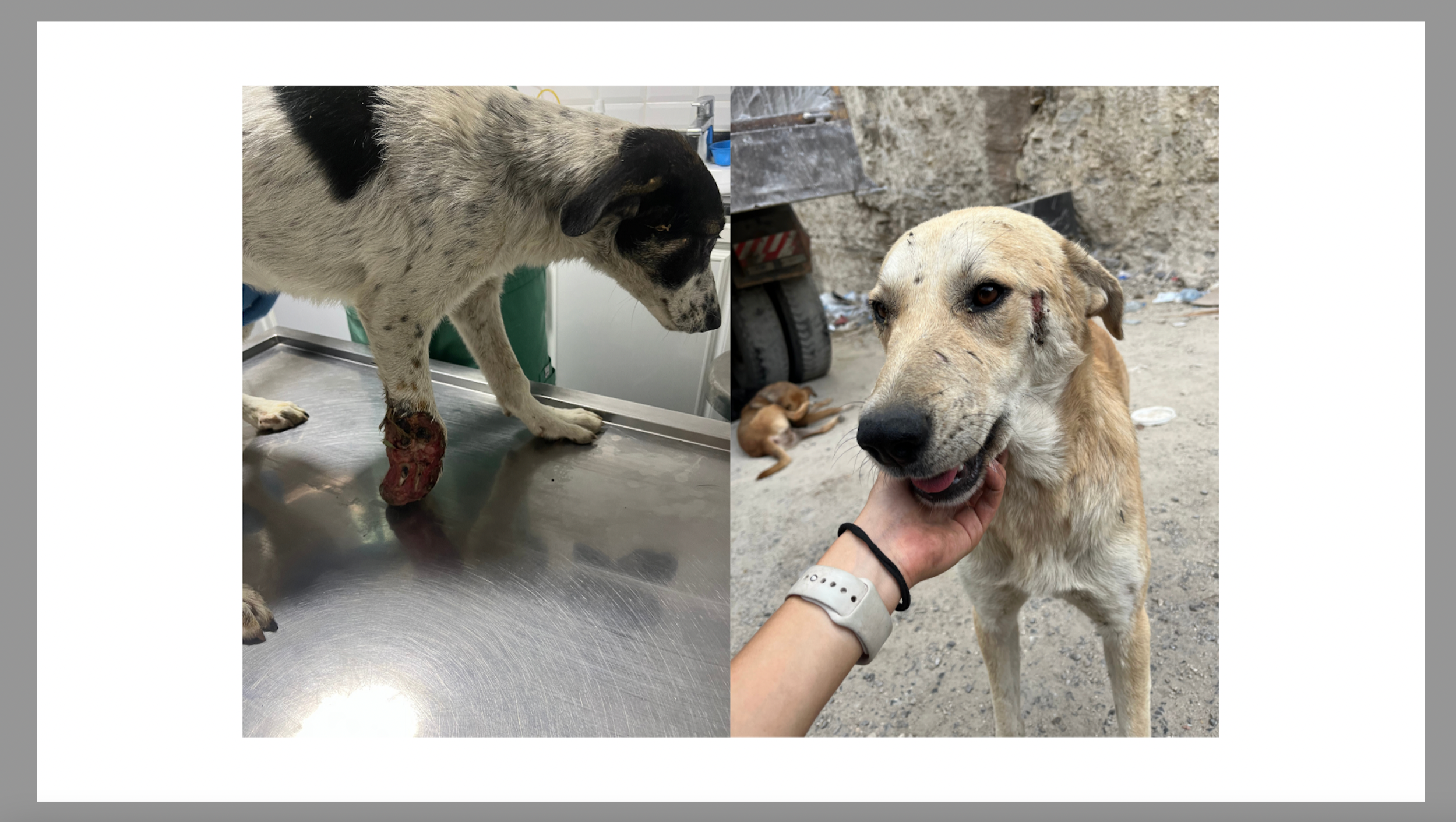 Fundraiser for Rindala Fayyad by Lea Aoun : Help stray dogs (medical ...