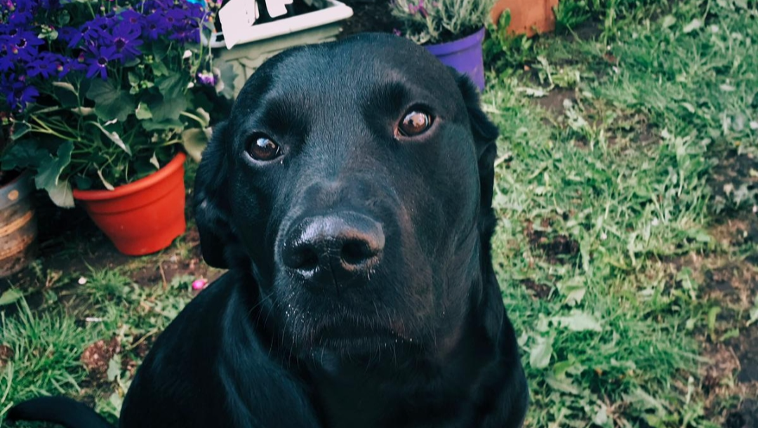 Fundraiser by Melanie Mason : Help Jago recieve life saving treatment