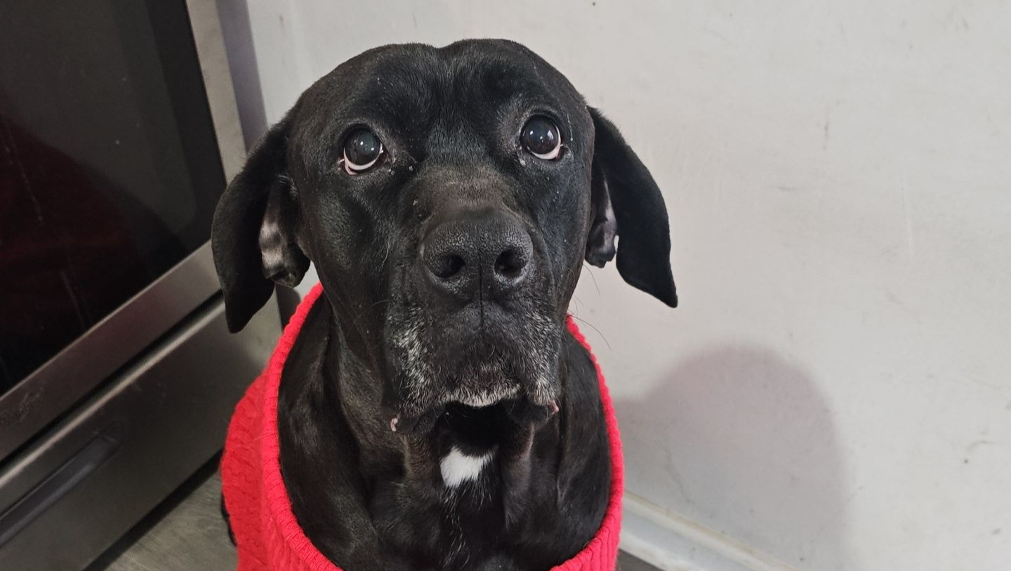 Fundraiser by Jennifer Lo Casto : Help Save Titan and Bring Him Home