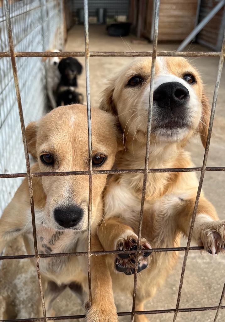 Fundraiser by Sue Ban : Zante Strays Emergency Appeal: Help Us Save Them