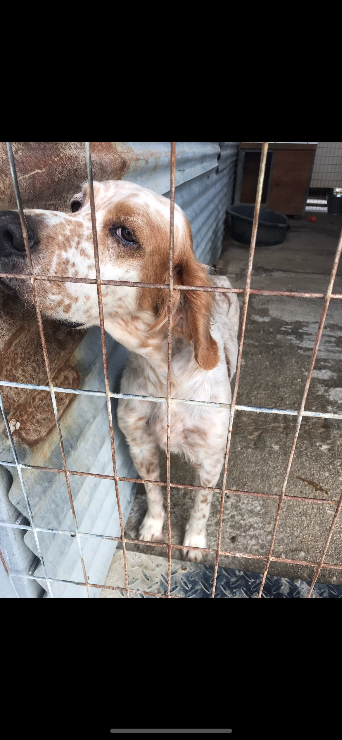 Fundraiser by Sue Ban : Zante Strays Emergency Appeal: Help Us Save Them