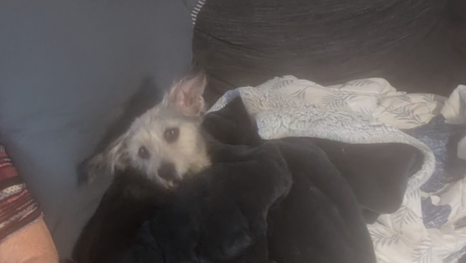 Fundraiser by Cheryl Colvin : Support Rosie's Urgent Jaw Surgery