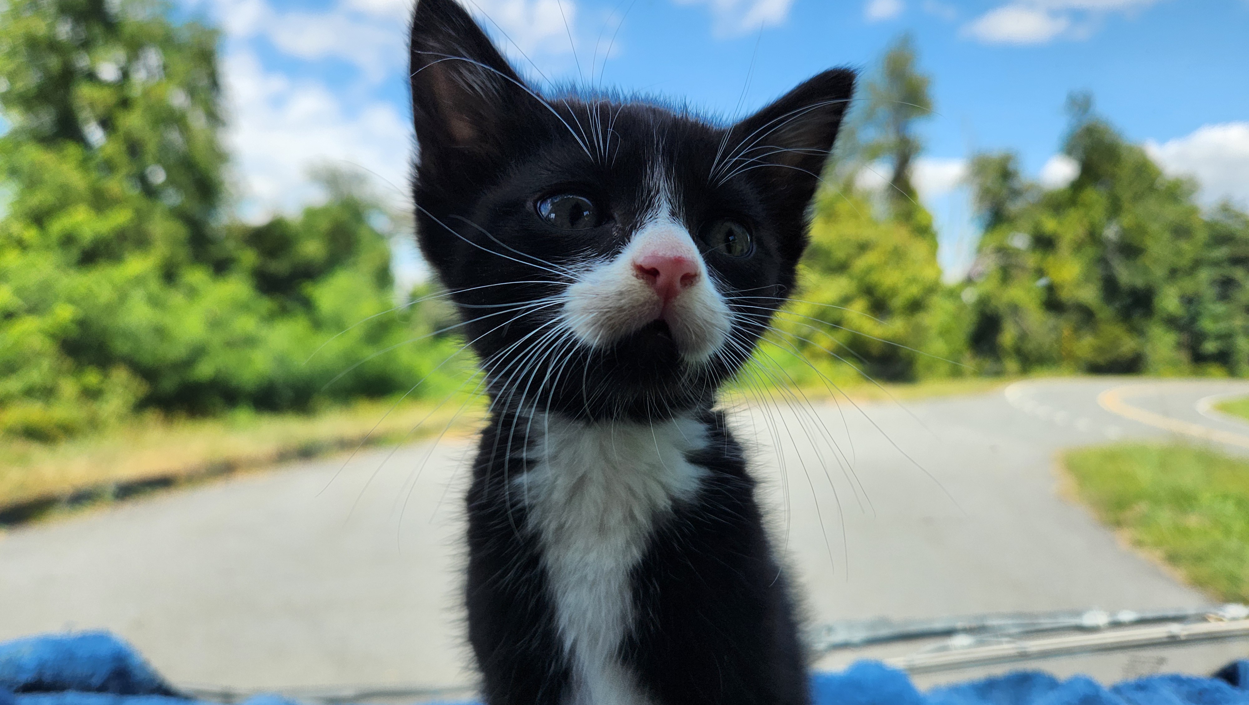 Fundraiser for Ross K by Natasha Robertson : Support Zagreus Sinclair's Medical Journey