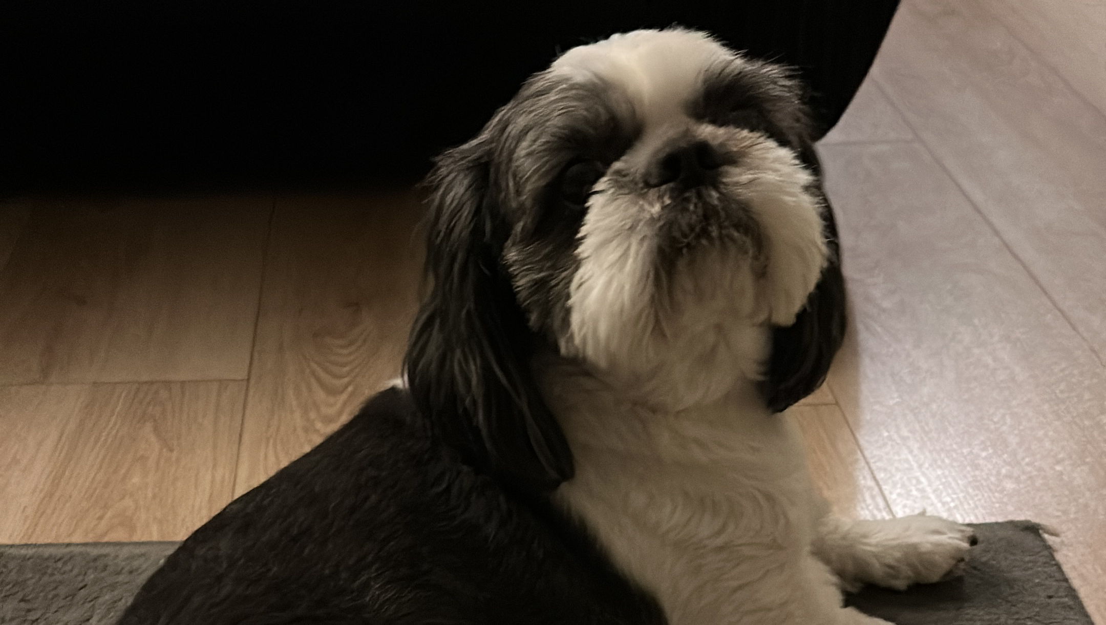 Fundraiser by Mark Woollas : Milo’s emergency spinal surgery