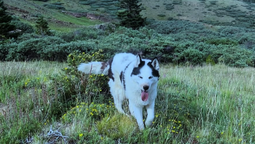 Fundraiser by Sarah Harrison : Raise money for Ari dogs surgery