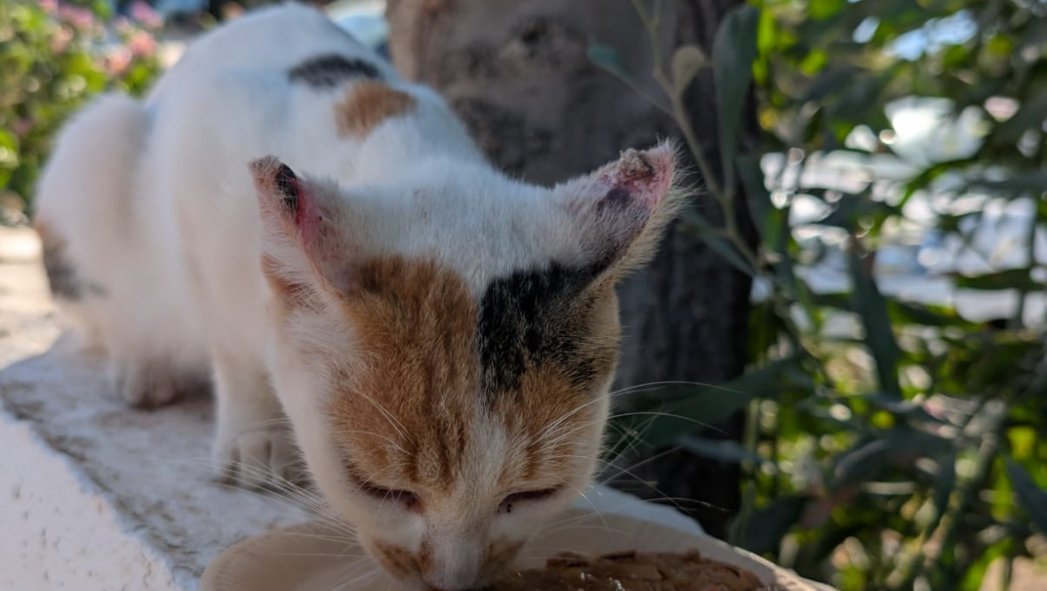 Fundraiser by Giulia Franchino : Salviamo Athena… Let’s save Athena