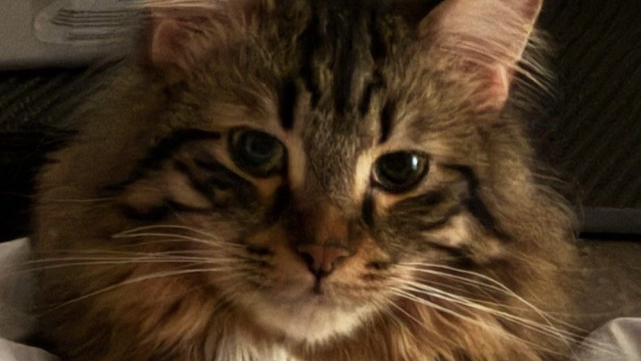Fundraiser by Melissa Ruck : Benny Gianluca
