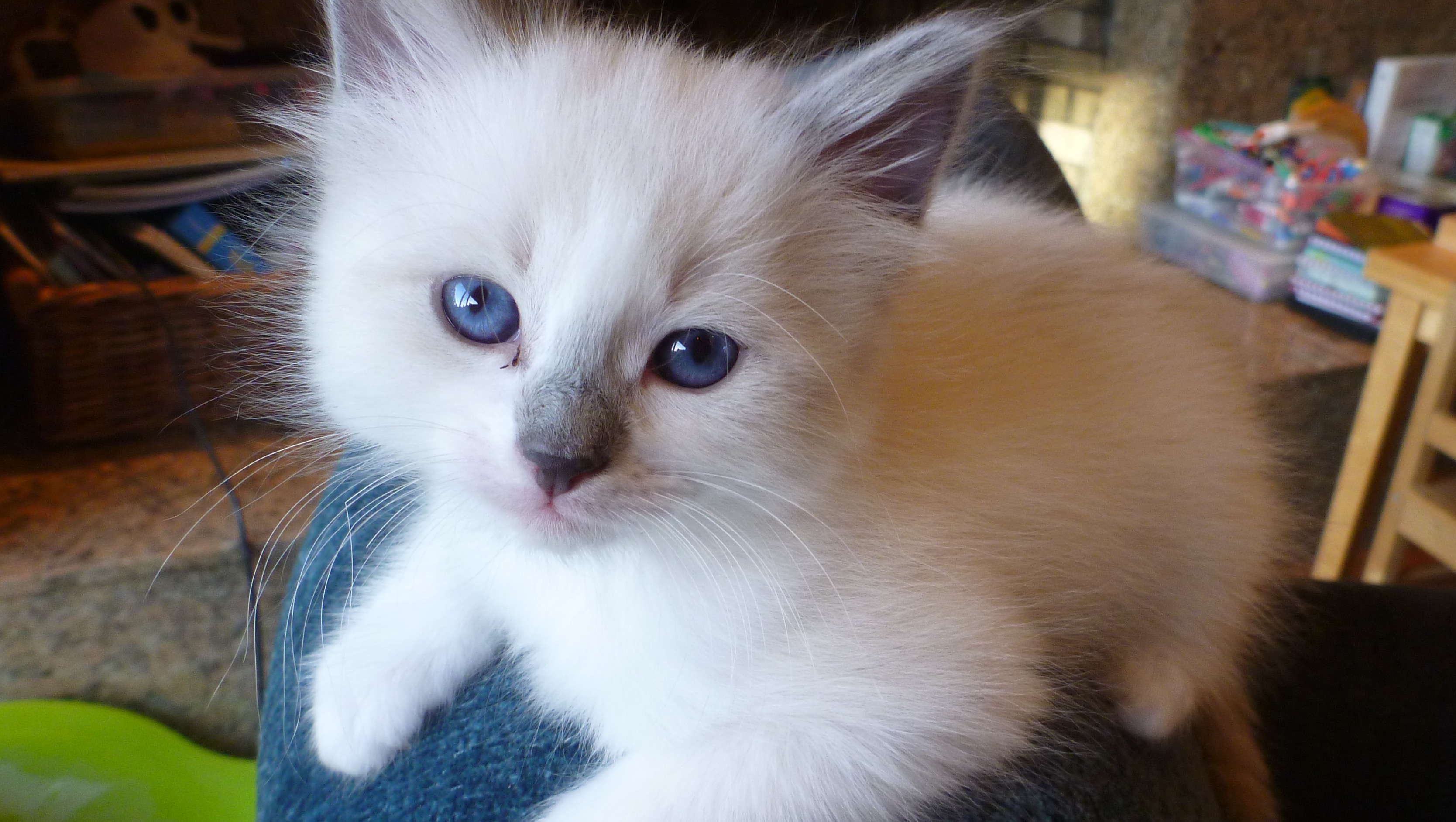 Fundraiser by Adrian Bejinariu : Please help me get medical help for my ...