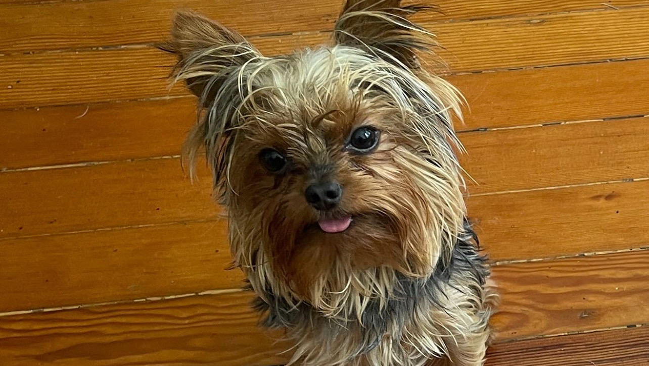 Fundraiser by Terry Lapointe : Please help INVADER he needed emergency vet