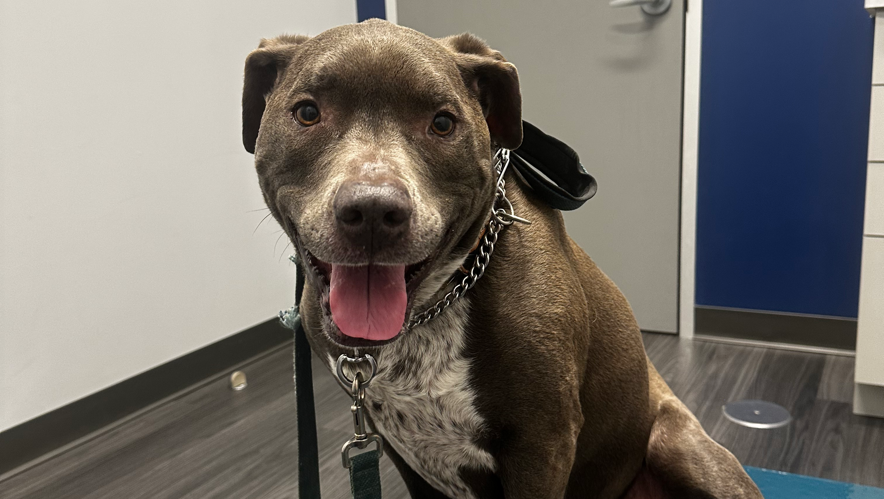 Fundraiser by Jasmine Cadriel : Help Angus Walk Again: Double ACL Surgery