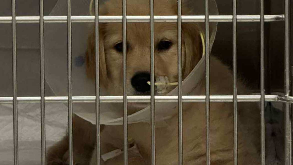 Fundraiser for France Depatie by Vicky Goulet : Sauver notre élevage ...