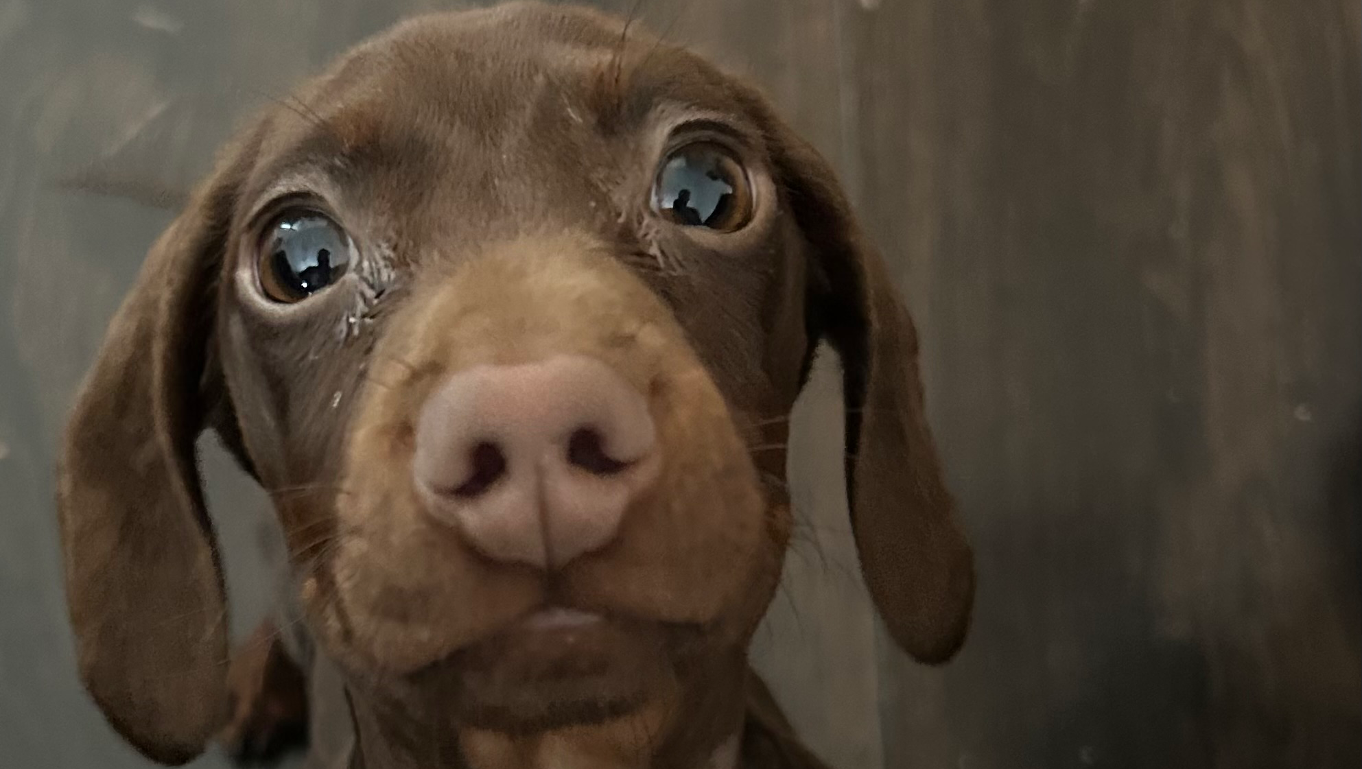 Fundraiser by Stuart Sutherland : Help Scout get his life saving surgery!