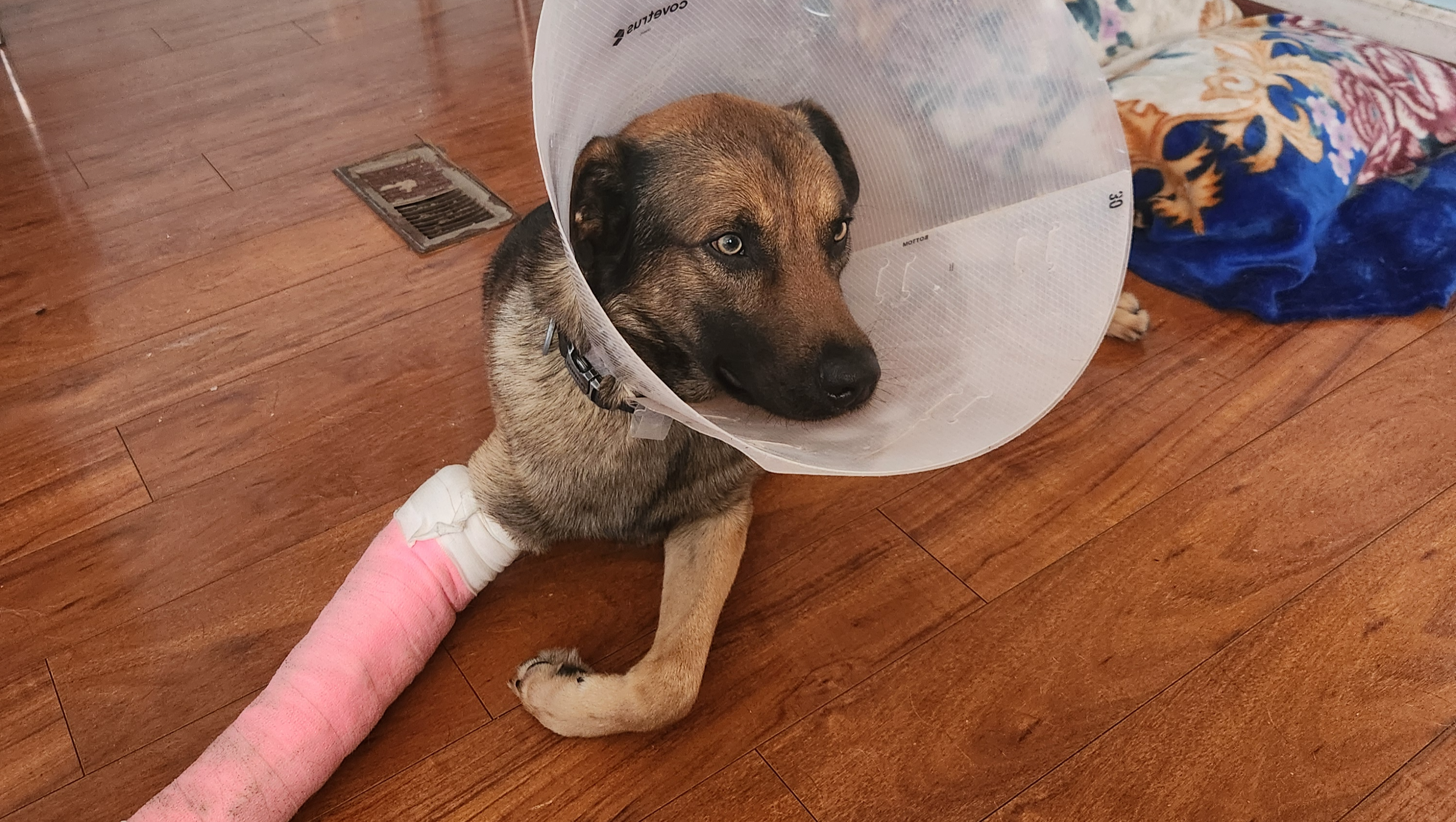 Fundraiser by Elias Rivera : Help Simba heal his broken leg