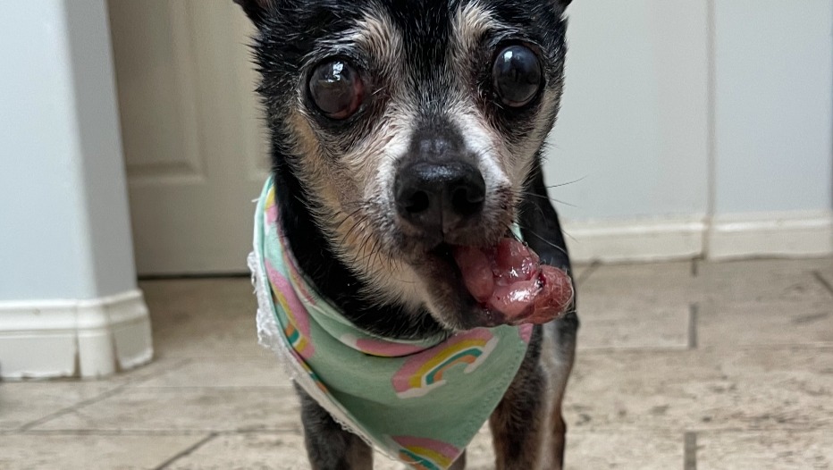 Fundraiser by Mariana Acevedo : Help Marley & Zoe Get the Care They Deserve