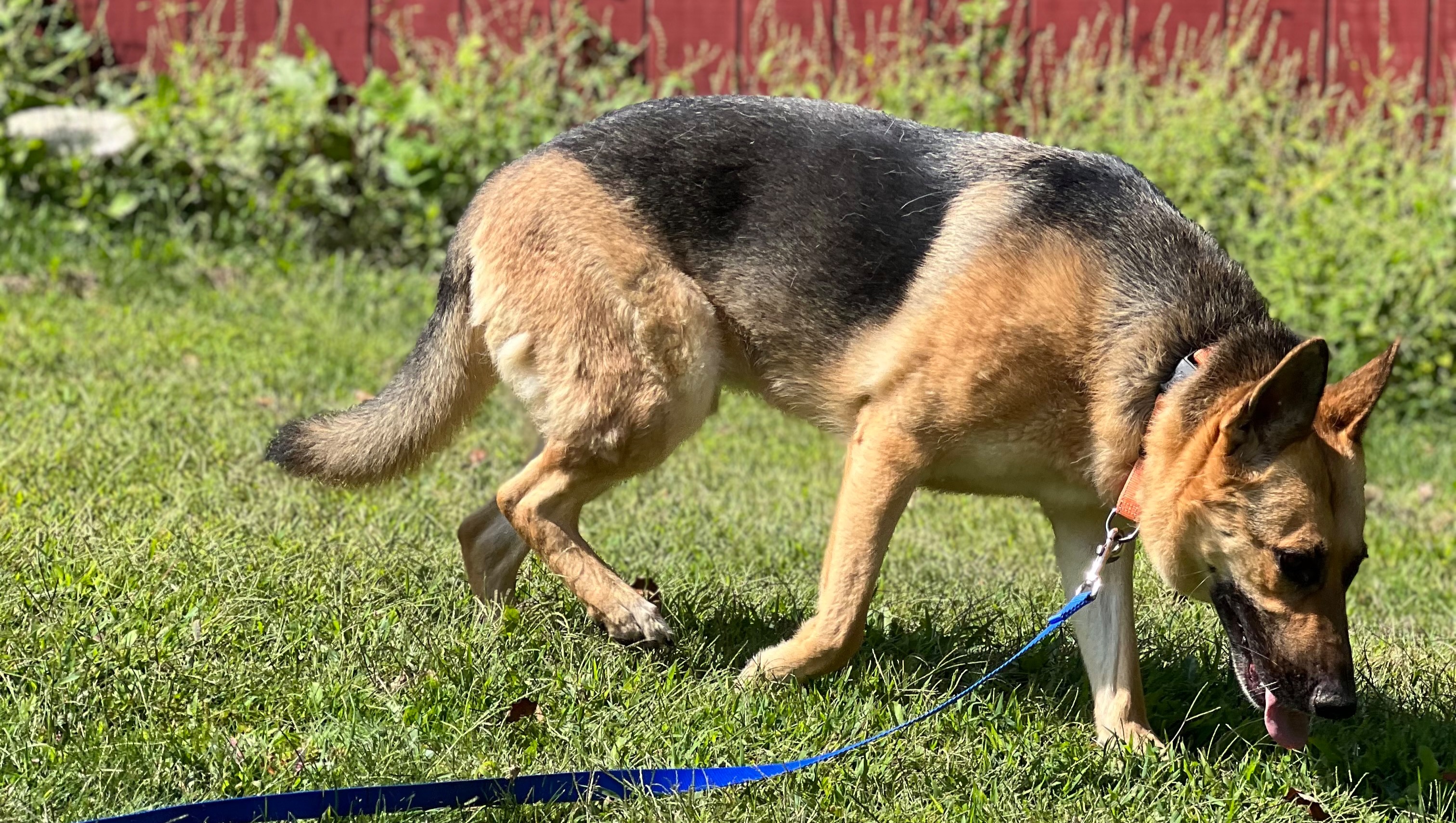 Fundraiser by Haley Connelly : Help Save Rebel!