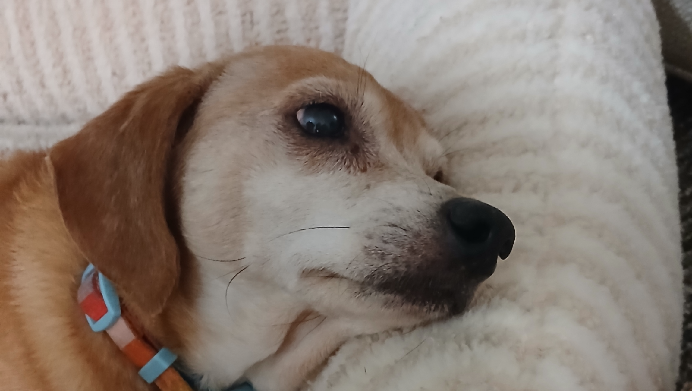 Fundraiser by Viviana Marrero : Save our dog Sukie!