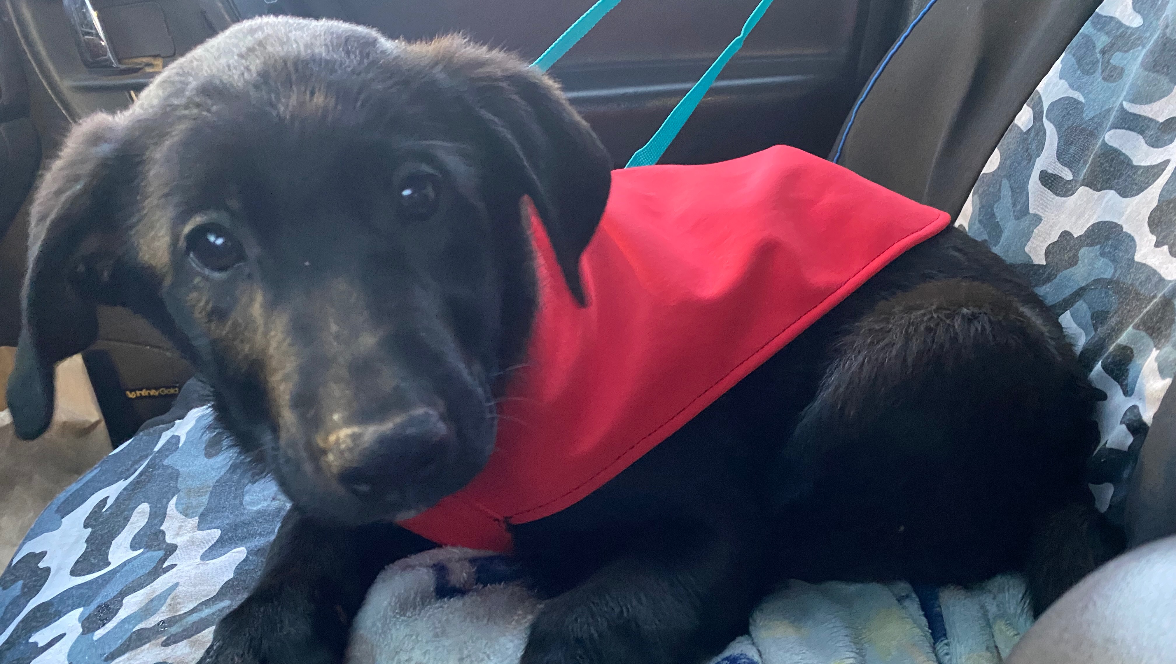 Fundraiser by Nina Ponce : Help Duke Walk Again