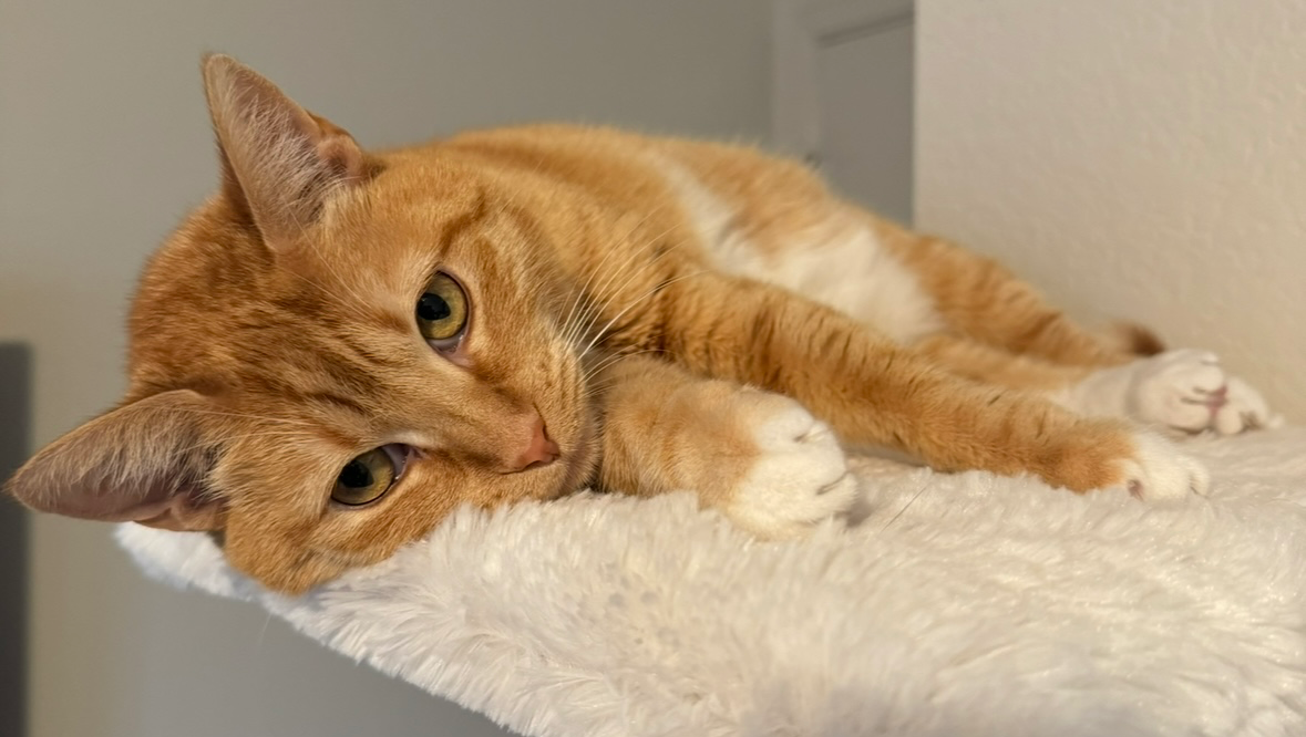 Fundraiser by vanessa treadwell : Crumbs’s Vet Bills