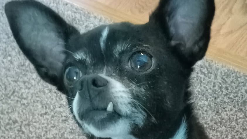 Fundraiser by Shane Budd : Need help with Shortstops Vet Bill