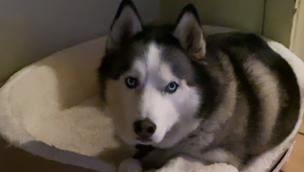 Fundraiser by Alex Moreno : Help Jax the Husky Recover from Emergency ...