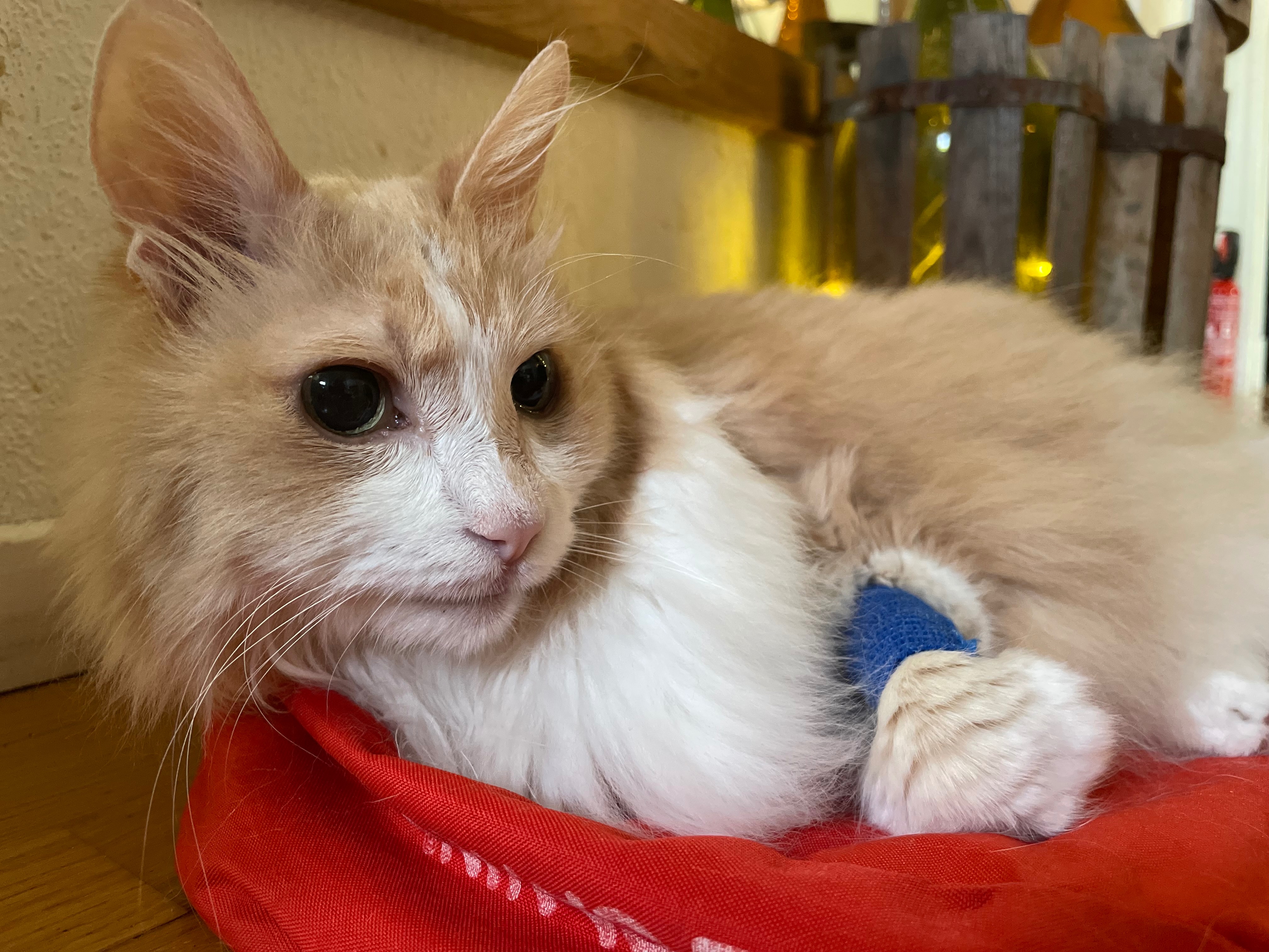 Fundraiser by Susanne Malmgren : Ronja’s benevolence and medical ...